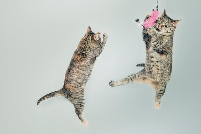 Answered: How High Can a Cat Really Jump? Facts About Cats