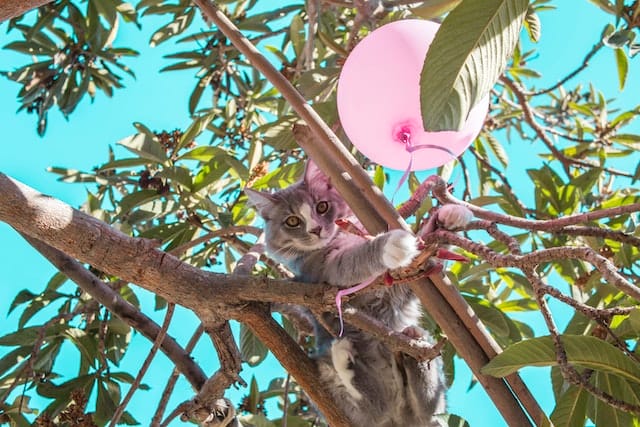 9 Tips on How to Get a Cat Out of a Tree That You Can Try
