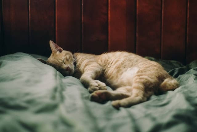 5 Reasons Why Does My Cat Snore And 4 Tips How to stop it