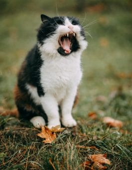 Why Is My Cat So Vocal? What Your Cat Is Trying to Tell You