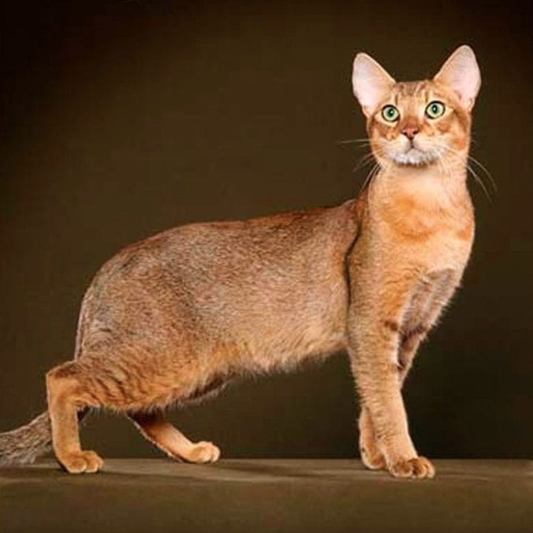 10 Most Popular Spotted Cat Breeds That Are Unique And Cute