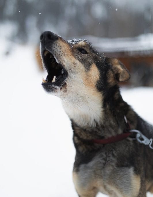 7 Tips on How To Make a Dog Stop Barking That You Can Try