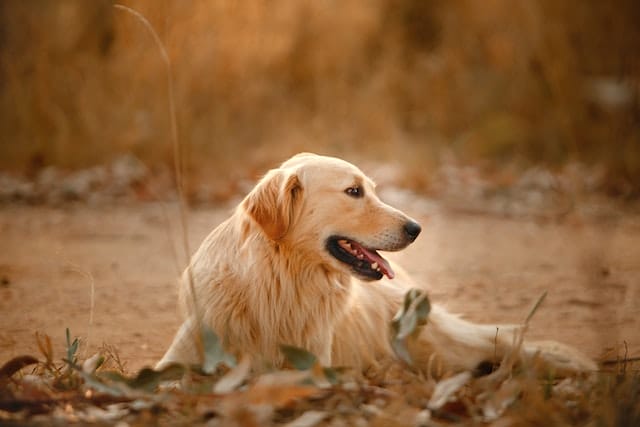 Dog Fact - How Many Dog Breeds Are There in the World?