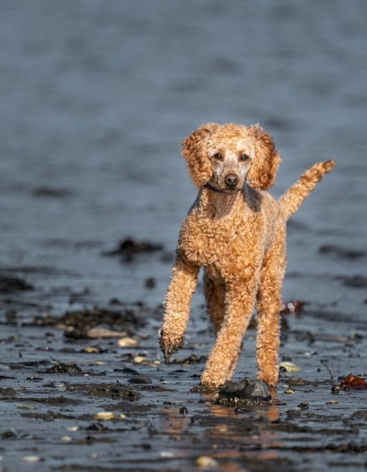 5 Surprising Reasons Why Do Dogs Chase Their Tails