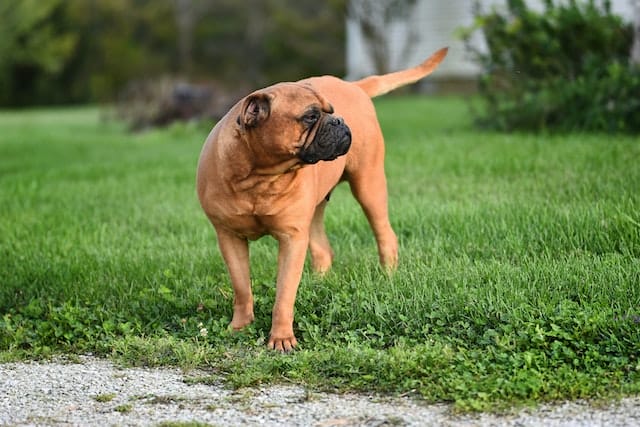 5 Surprising Reasons Why Do Dogs Chase Their Tails