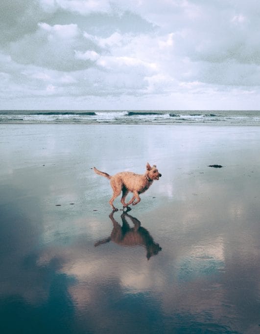 How Fast Can a Dog Run? The Incredible Speed of Dogs