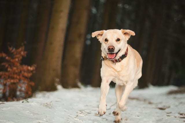 How Fast Can a Dog Run? The Incredible Speed of Dogs