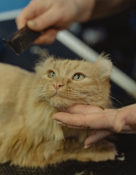 6 Tips How To Groom a Cat: Keep Your Feline Friend Healthy