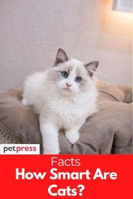 How Smart Are Cats? The Truth Behind Feline's Intelligence