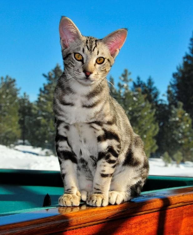 10 Most Popular Spotted Cat Breeds That Are Unique And Cute