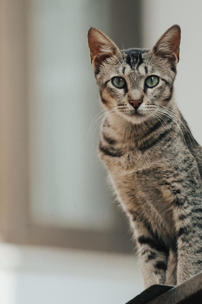 Rare Cat Breeds That Are Just Out Of The World