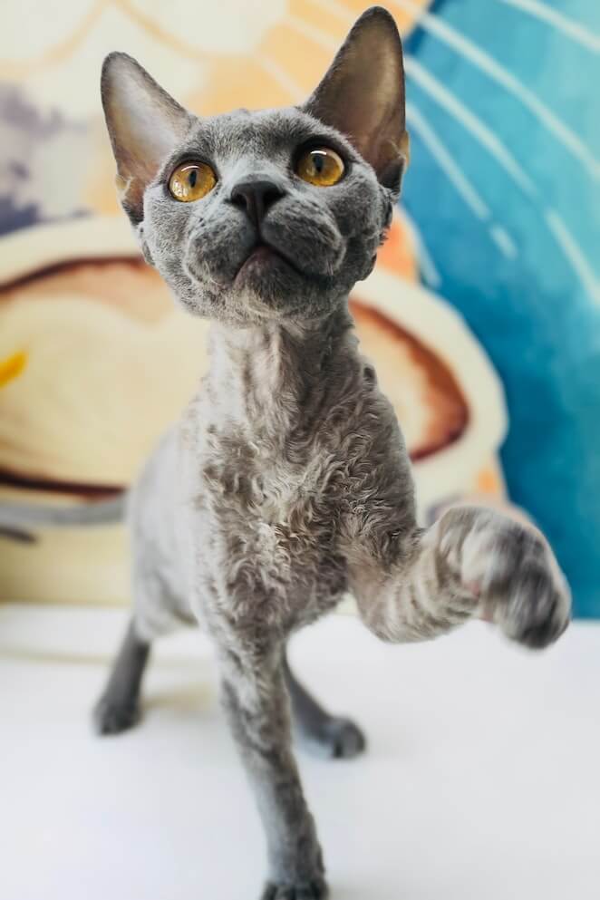 Rare Cat Breeds That Are Just Out Of The World