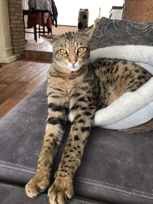 10 Most Popular Spotted Cat Breeds That Are Unique And Cute