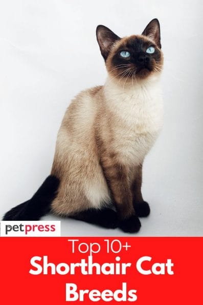 10+ Most Popular Shorthair Cat Breeds That Will Be a Good Pet