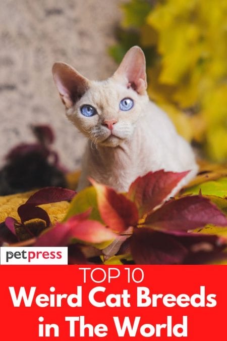 10 of the Weird Cat Breeds That You Probably Didn’t Know Existed
