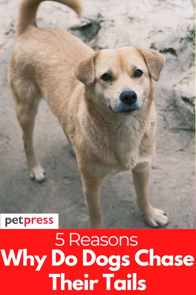 5 Surprising Reasons Why Do Dogs Chase Their Tails