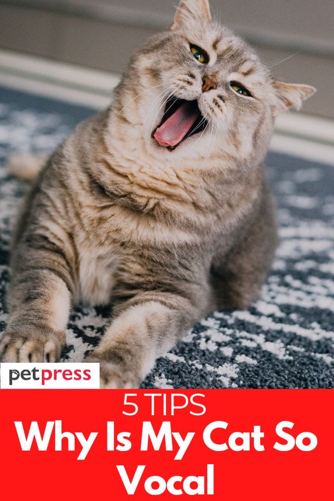 Why Is My Cat So Vocal? What Your Cat Is Trying to Tell You Why Is My Cat So Vocal? What Your Cat Is Trying to Tell You