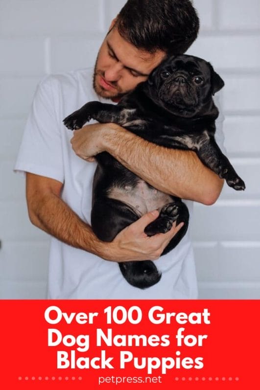 Over 100 Great Dog Names for Black Puppies