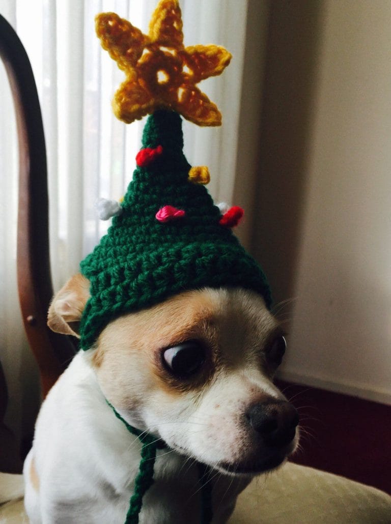 Cutest Dogs With Christmas Hats To Brighten Up Your Holidays