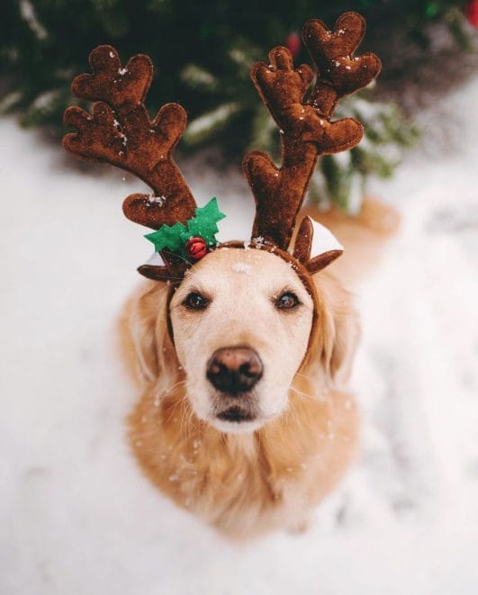 Cutest Dogs With Christmas Hats To Brighten Up Your Holidays