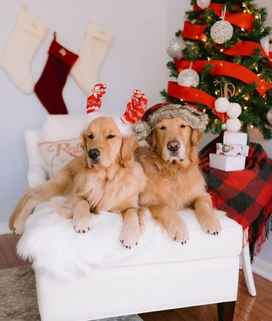 Santa Pups: 10 Cutest Christmas Dogs Ever