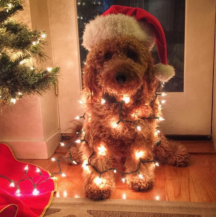 Santa Pups: 10 Cutest Christmas Dogs Ever