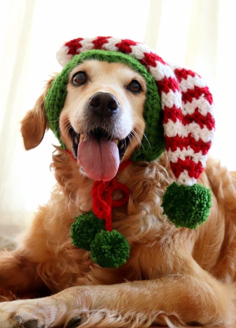 Cutest Dogs With Christmas Hats To Brighten Up Your Holidays
