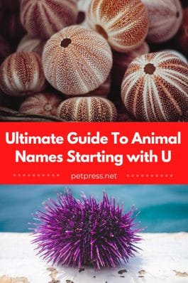 Ultimate Guide To Animal Names Starting with U