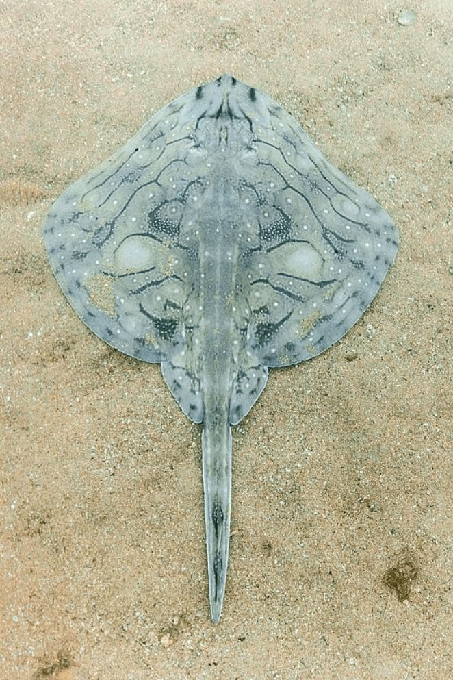 Ultimate Guide To Animal Names Starting with U