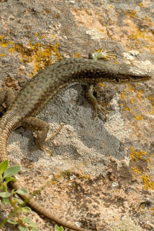 Ultimate Guide To Animal Names Starting with U