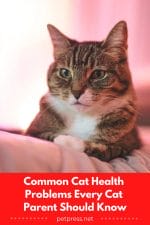 Common Cat Health Problems Every Cat Parent Should Know