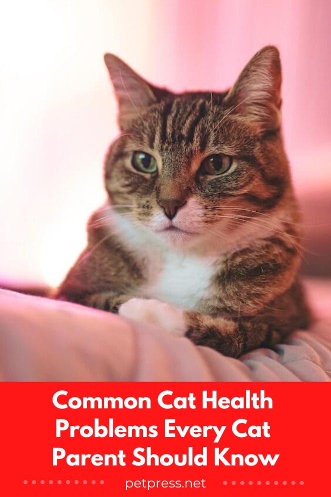 Common Cat Health Problems Every Cat Parent Should Know