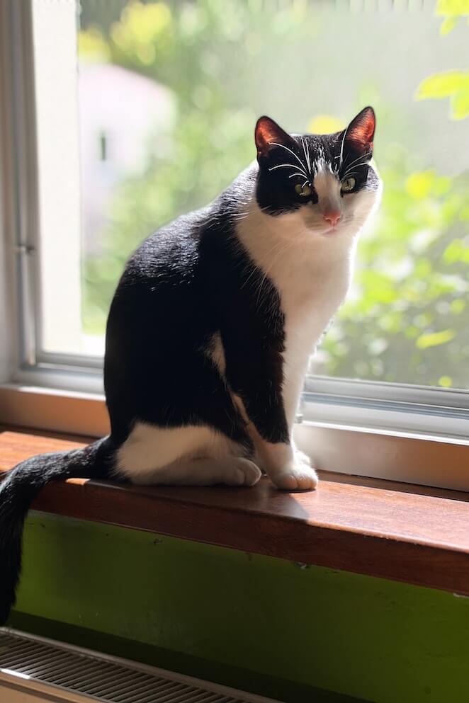 Common Cat Health Problems Every Cat Parent Should Know Common Cat Health Problems Every Cat Parent Should Know