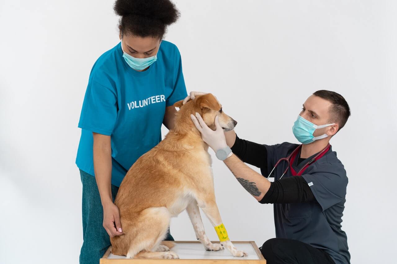 10 Common Dog Health Problems: Symptoms and Treatments