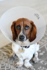 10 Common Dog Health Problems: Symptoms and Treatments