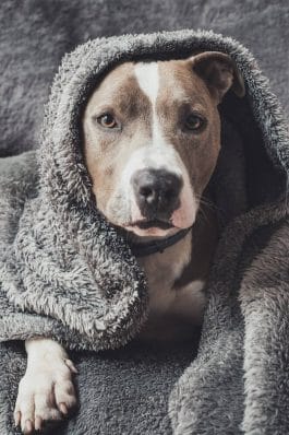 10 Common Dog Health Problems: Symptoms and Treatments