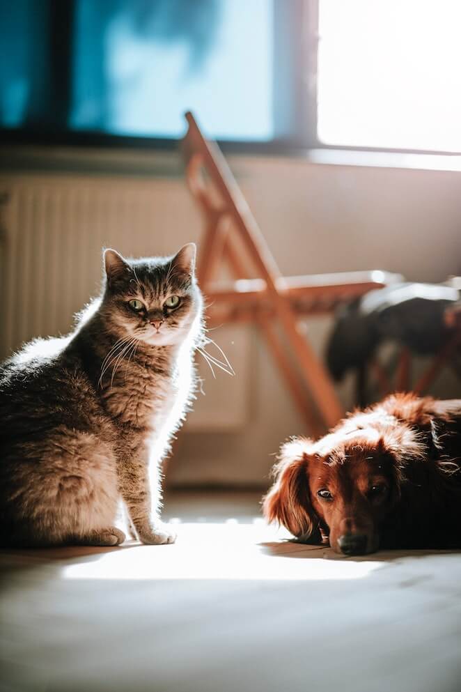 Cutest Pets You Can Legally Own: The Ultimate Guide