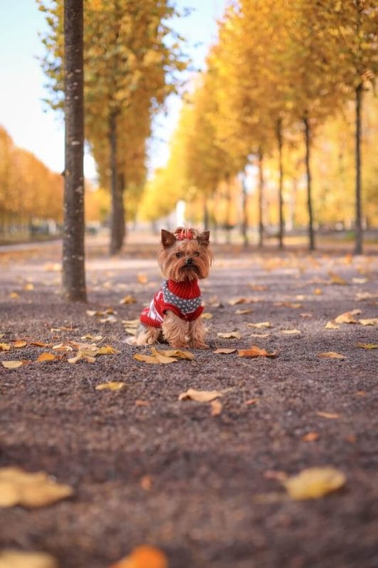 Pawesome Picks: 200+ Dog Names Inspired by Fall