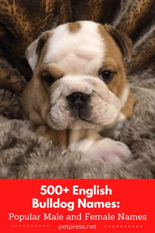 500+ English Bulldog Names - Popular Male and Female Names