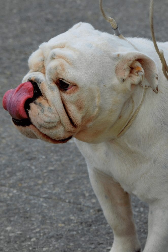 500+ English Bulldog Names - Popular Male and Female Names