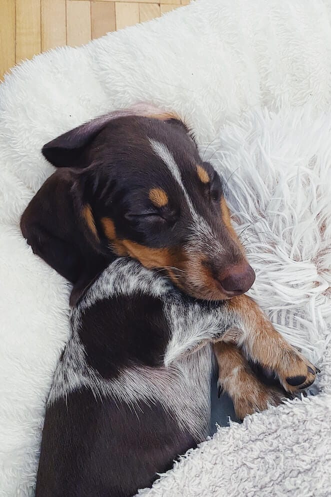 20+ Fascinating Facts About Dogs Sleep That You Didn't Know