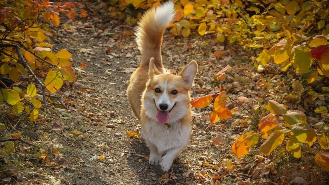 18 “Vicious” Dogs, Which Should Guard, But They Were Not Explained How ...