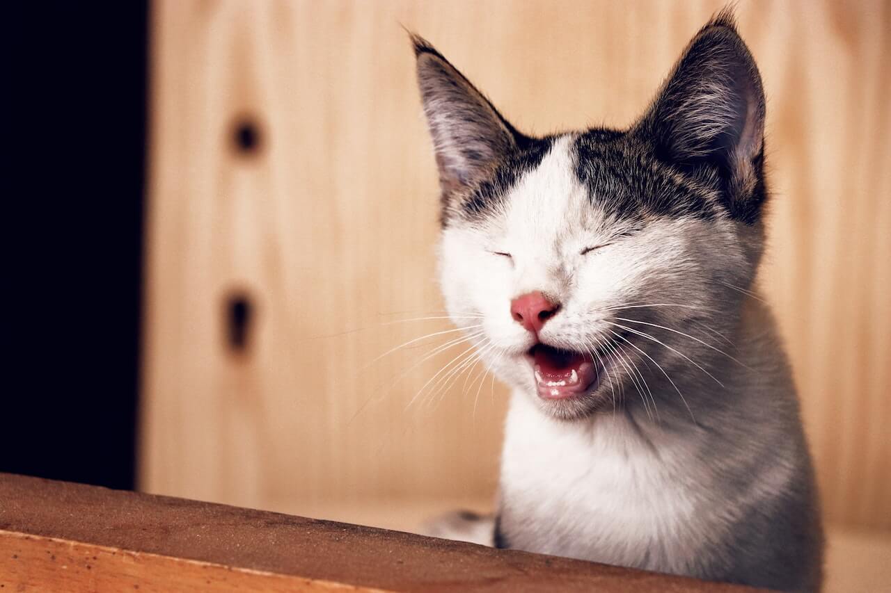 20+ Funny Cat Facts That Will Make You Smile