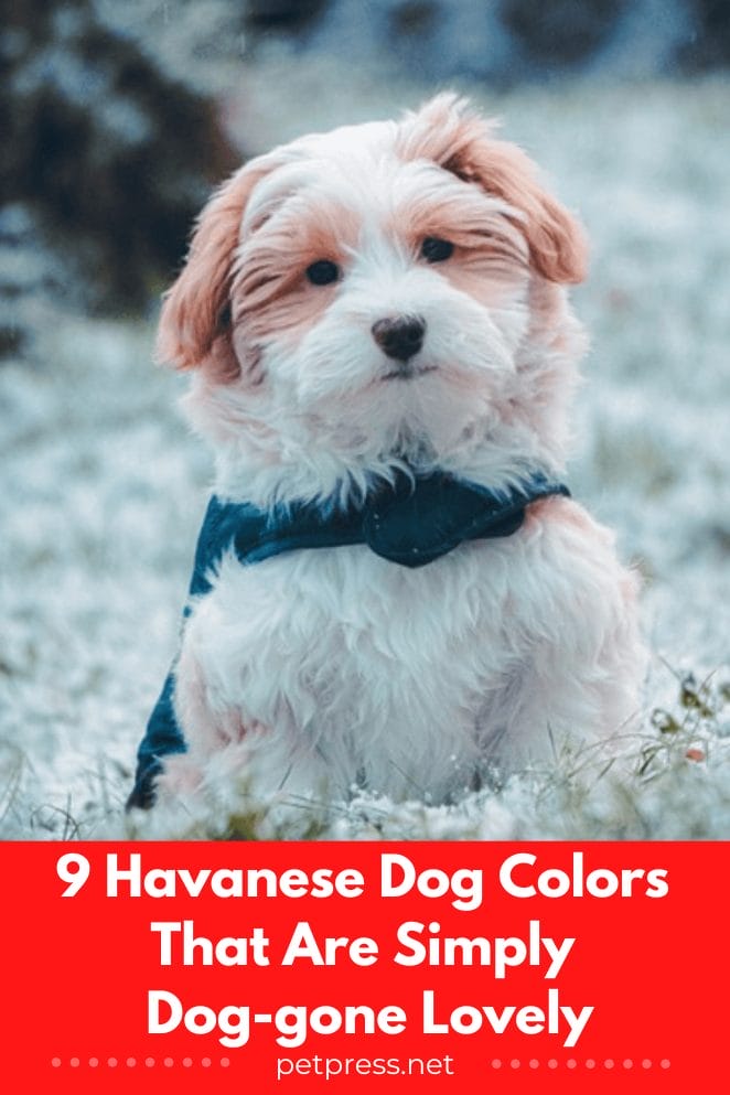 9 Havanese Dog Colors That Are Simply Dog-gone Lovely