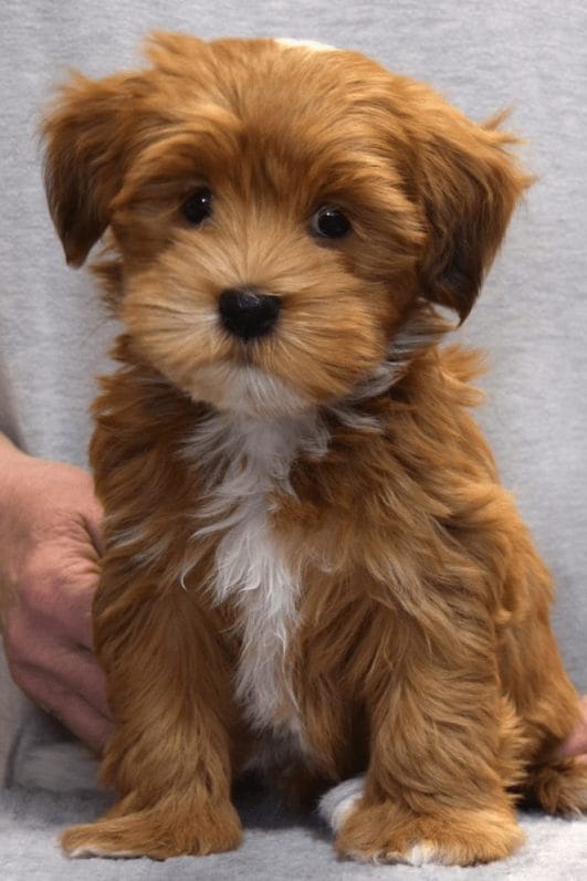 9 Havanese Dog Colors That Are Simply Dog-gone Lovely