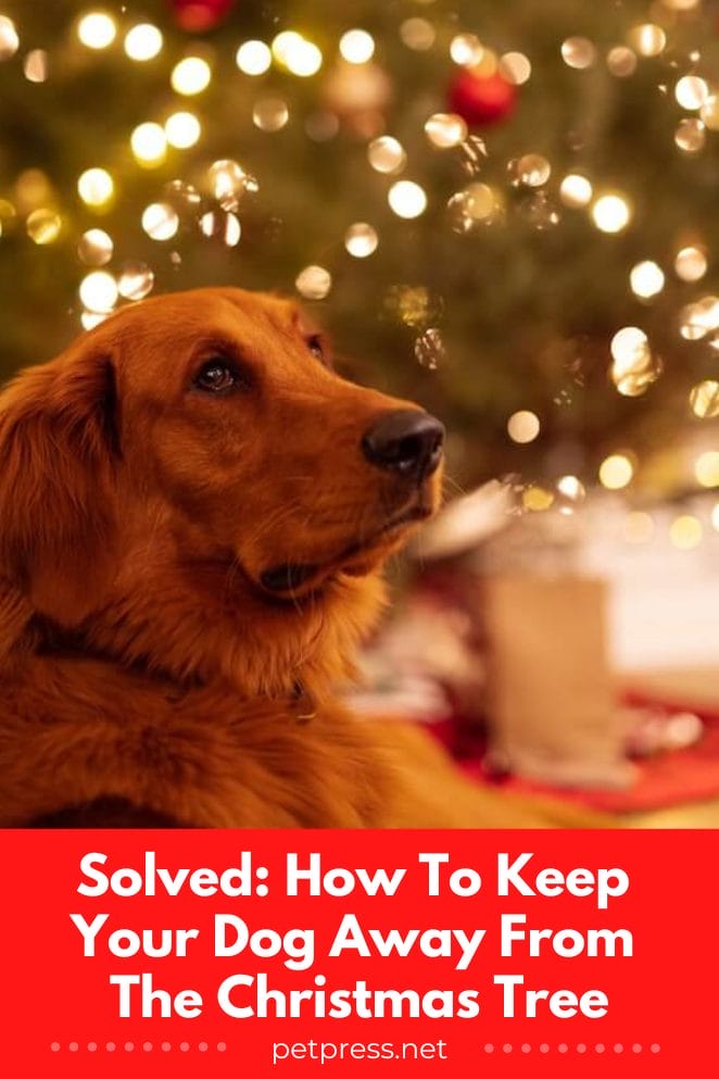 Solved: How To Keep Your Dog Away From The Christmas Tree Solved: How To Keep Your Dog Away From The Christmas Tree