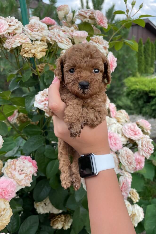 5 Types of Poodle breed: A Guide To Curly-Haired Pets