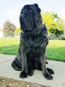 10+ Popular Types of Mastiffs That Will Be a Good Pet