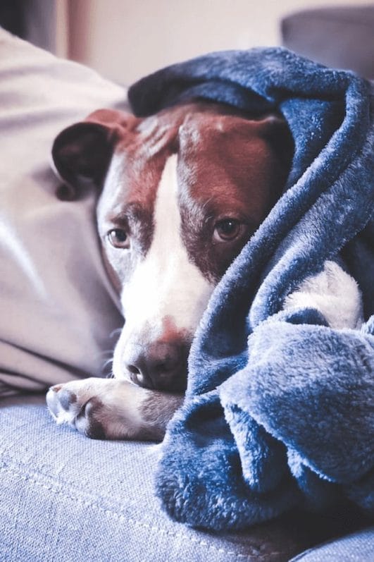 10 Most Deadly Dog Diseases and How to Prevent Them