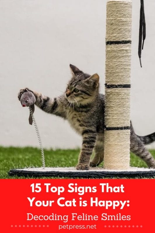 15 Top Signs That Your Cat is Happy: Decoding Feline Smiles